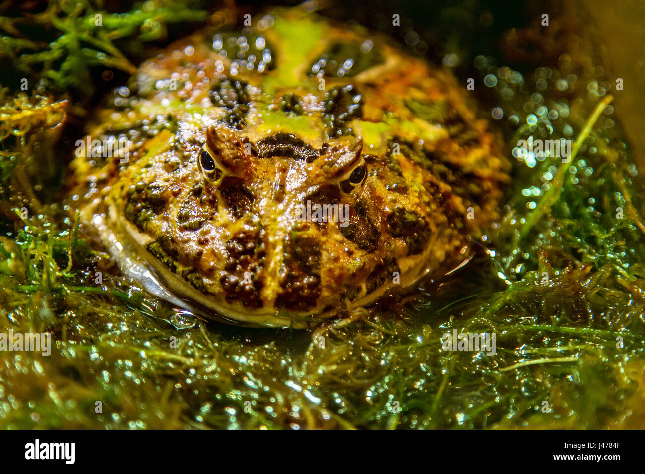 Ornate toad hi-res stock photography and images - Alamy