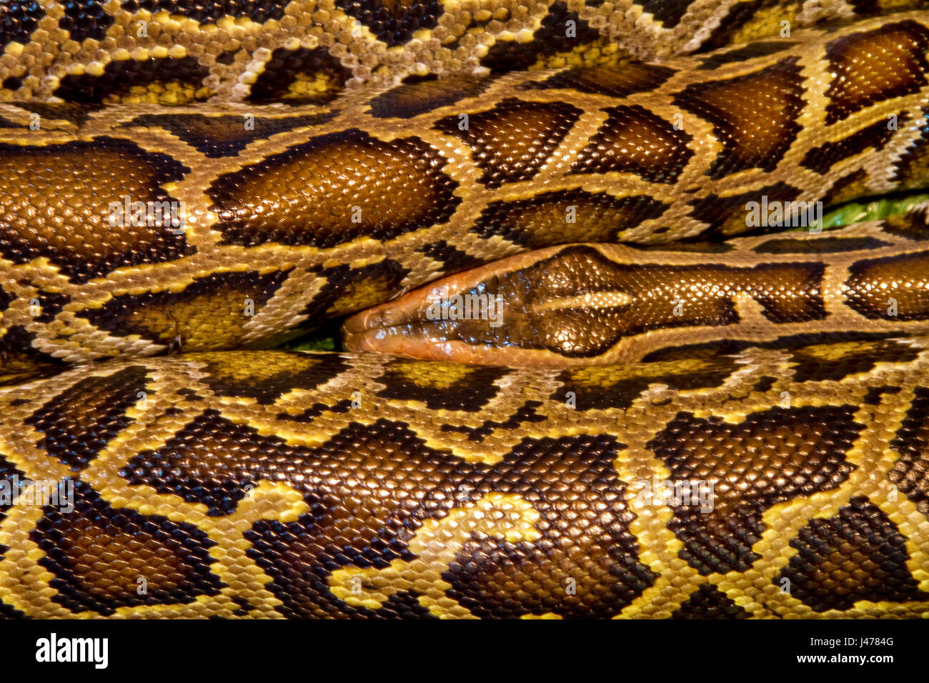 a Image animal reptile spotted a boa Stock Photo - Alamy