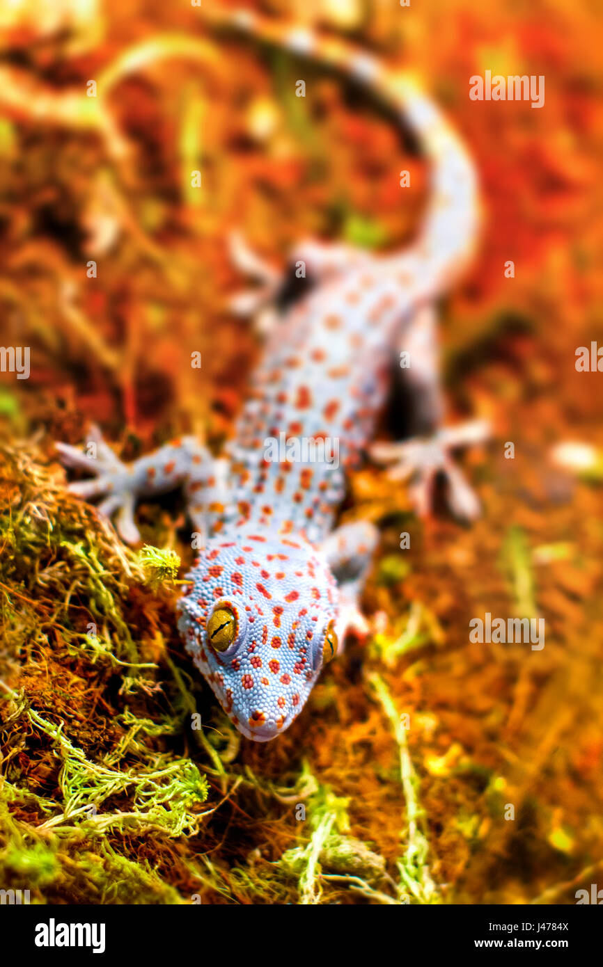 the image of an exotic animal tokay gecko lizard Stock Photo - Alamy