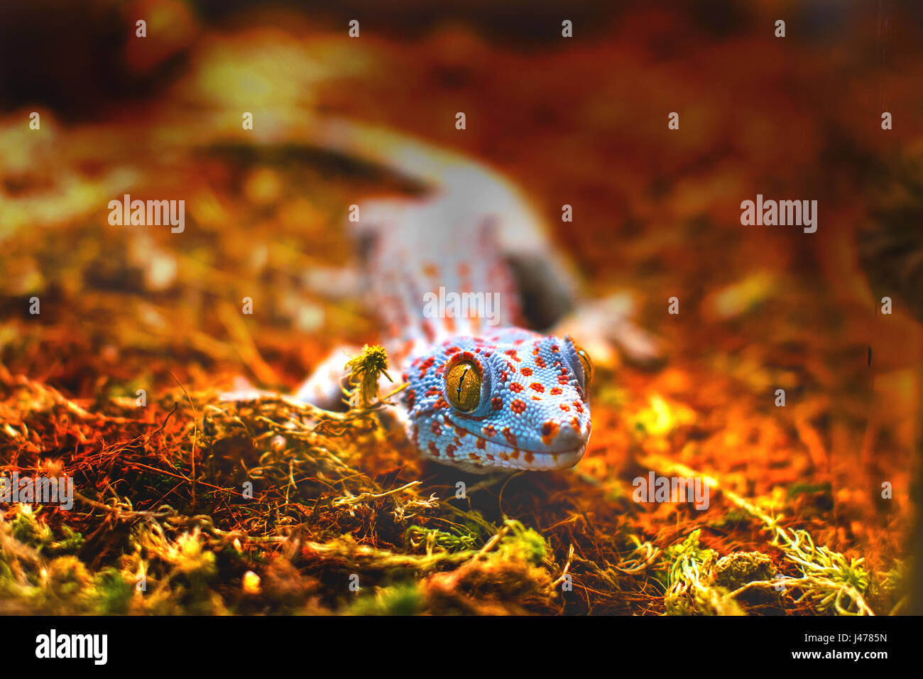 Blue orange spotted tokay gecko hi-res stock photography and images - Alamy