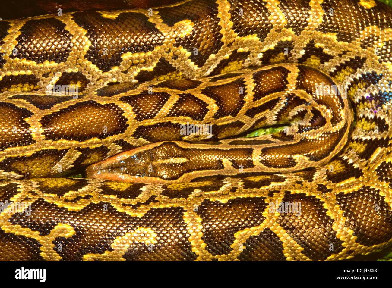 a Image animal reptile spotted a boa Stock Photo - Alamy