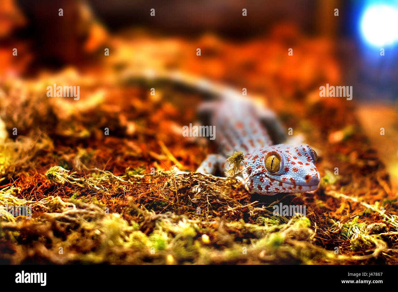 Blue orange spotted tokay gecko hi-res stock photography and images - Alamy