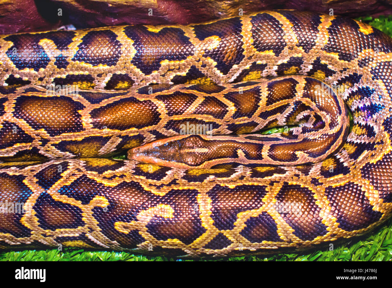 a Image animal reptile spotted a boa Stock Photo - Alamy