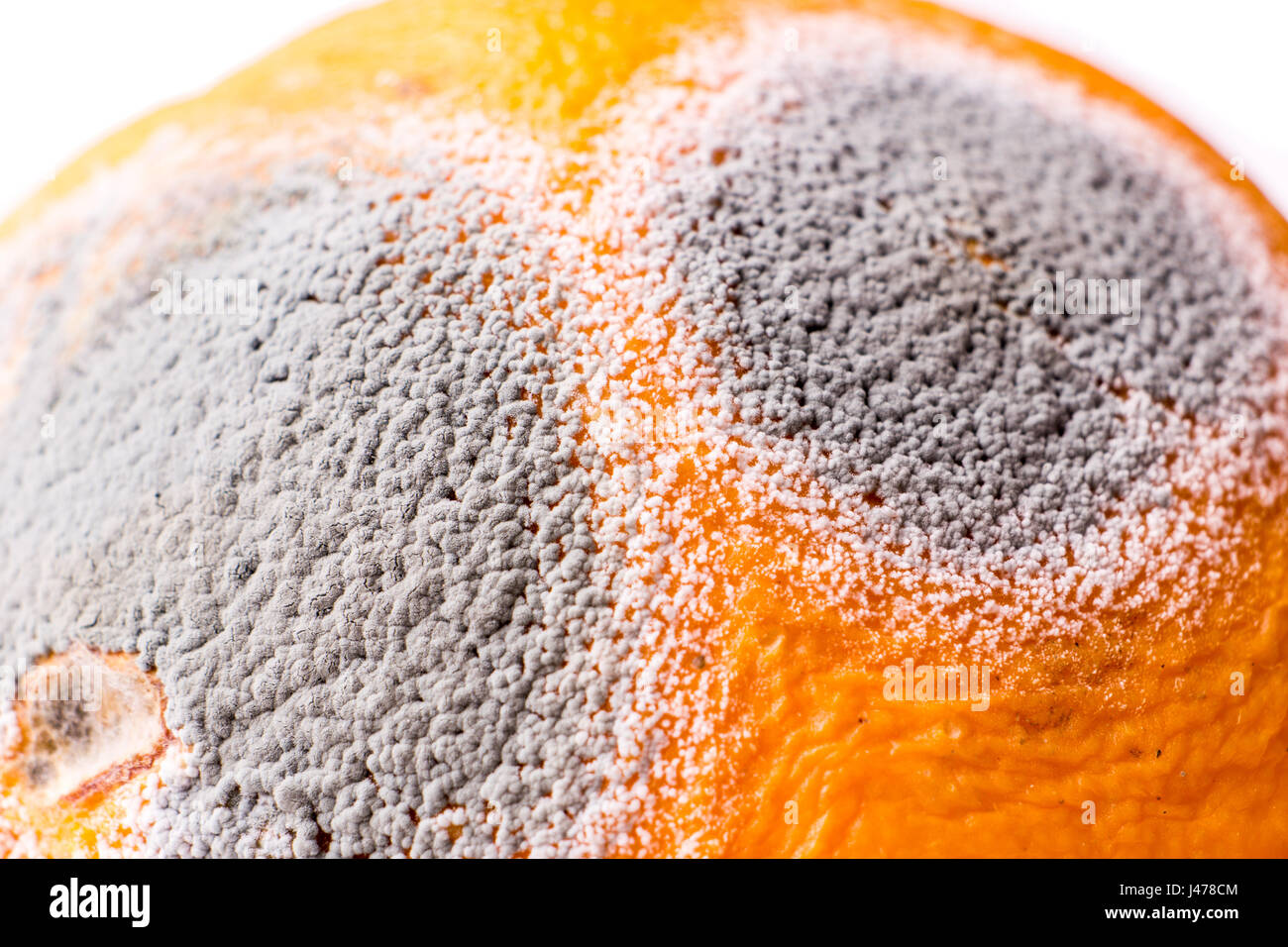 Closeup of musty orange with gray mold. Moldiness Stock Photo - Alamy