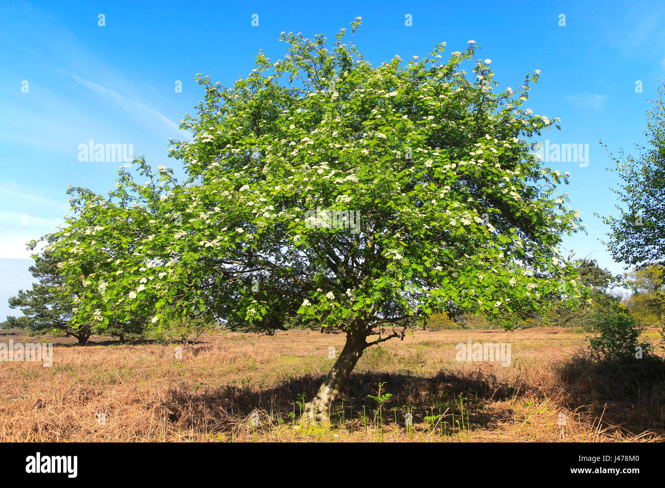 Rowan tree uk hi-res stock photography and images - Alamy