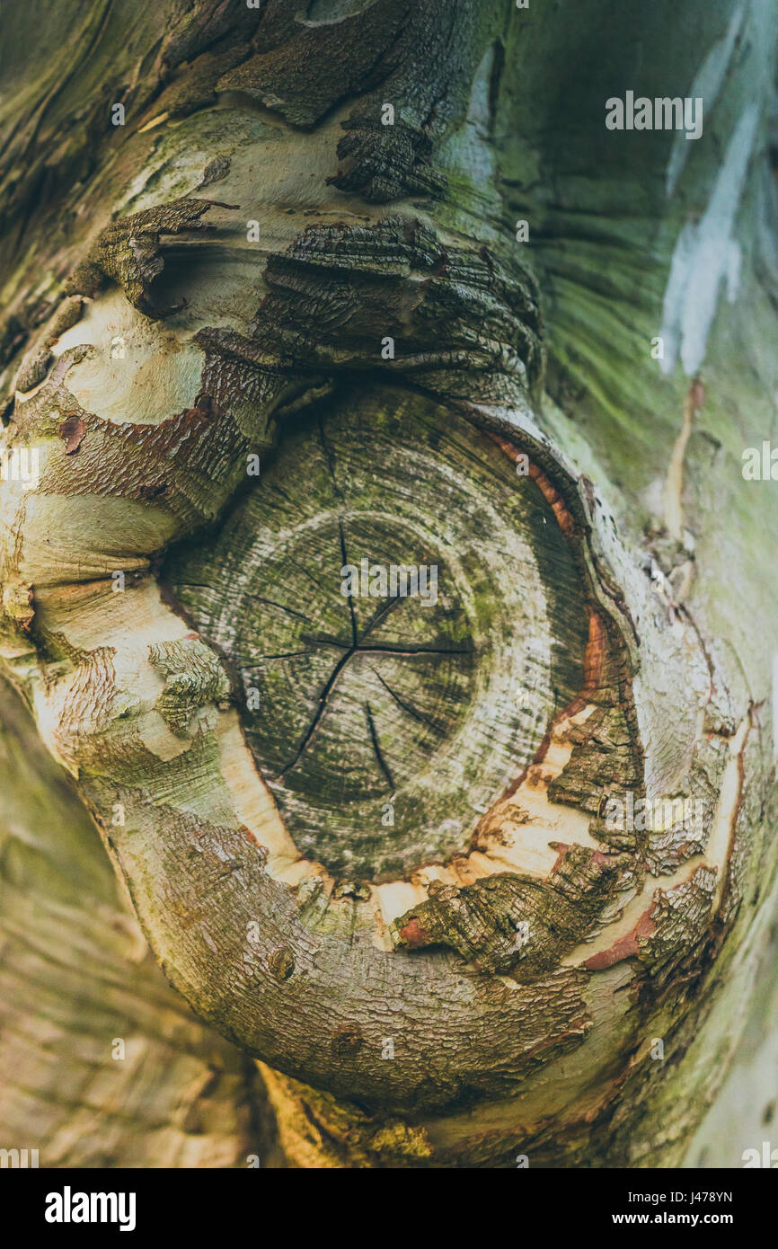 Ancient tree northern ireland hi-res stock photography and images - Alamy