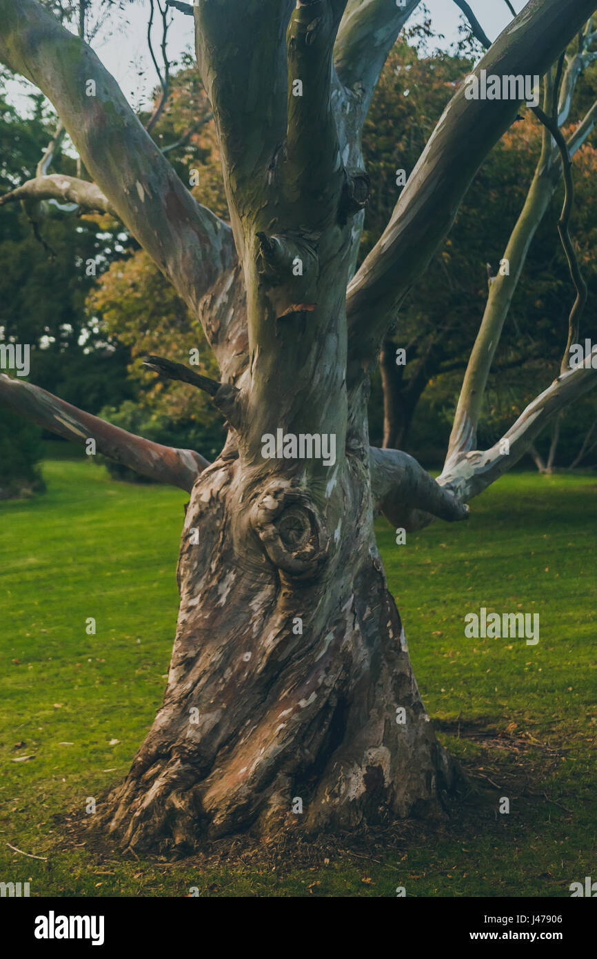 An ancient gnarly tree growing on a grassy meadow located at tollymore ...