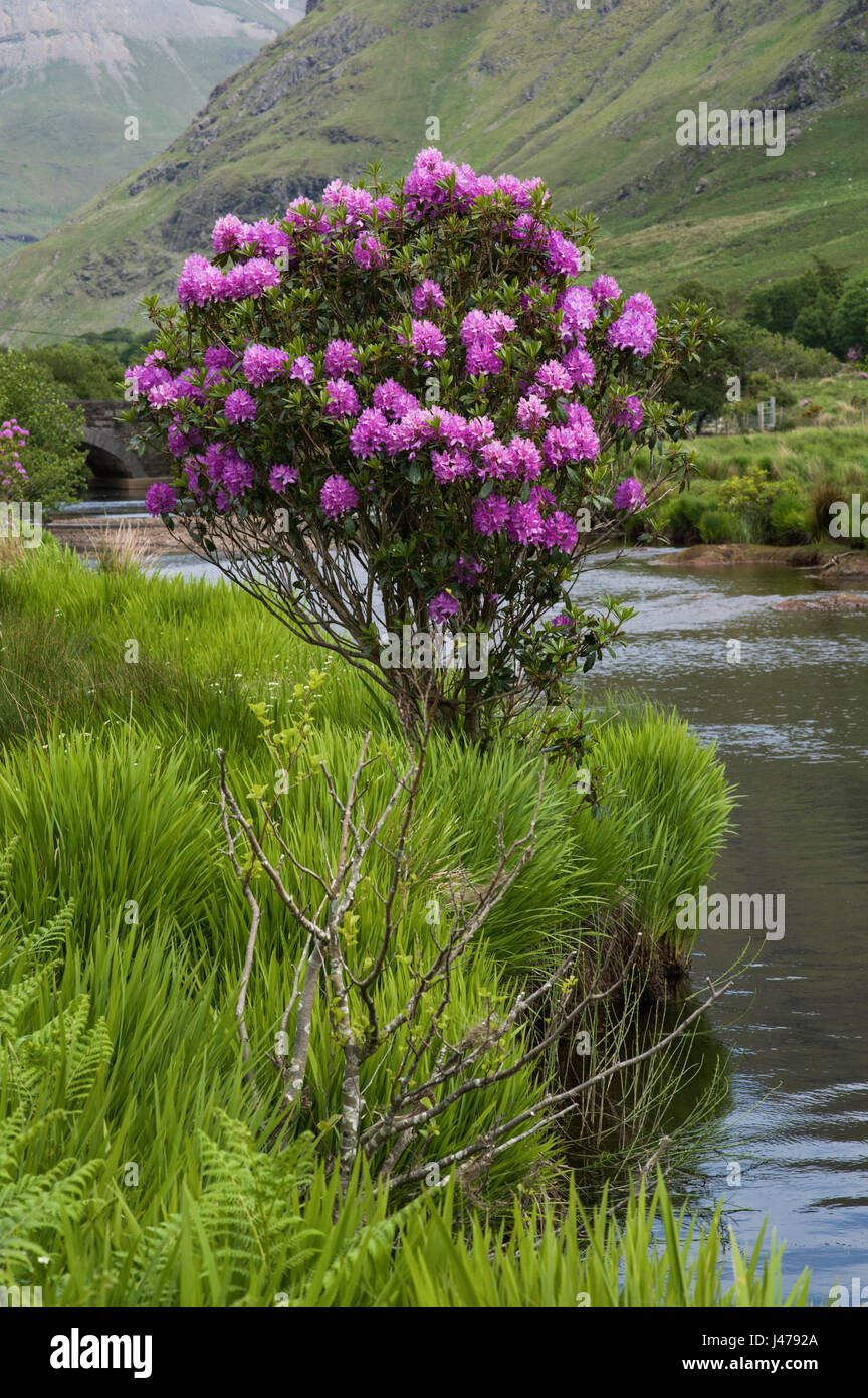 Ponticum ireland hi-res stock photography and images - Alamy