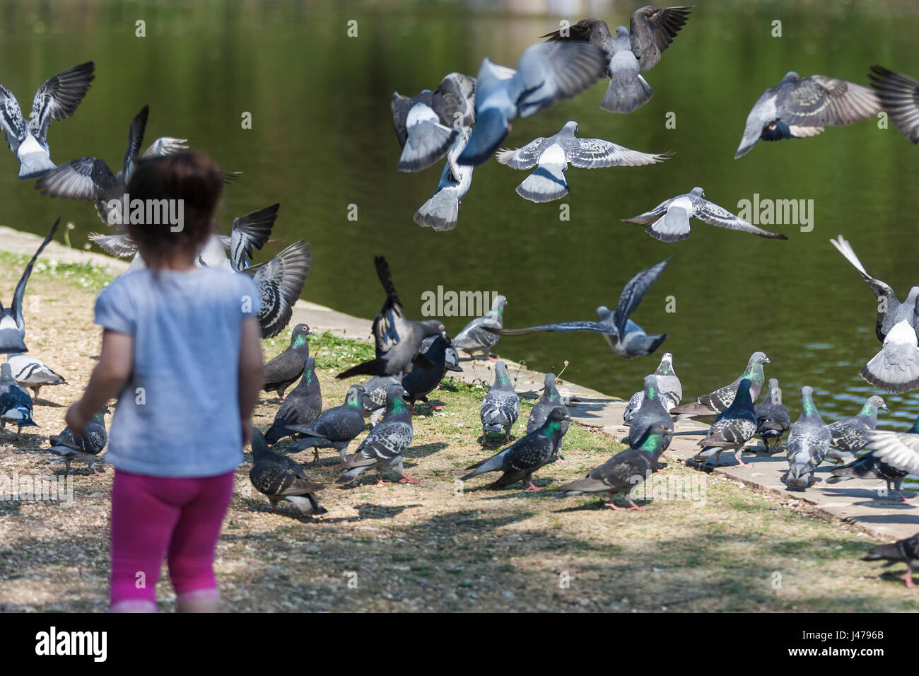 Girl chasing pigeons, Osterley Park, Isleworth, Middlesex, England ...
