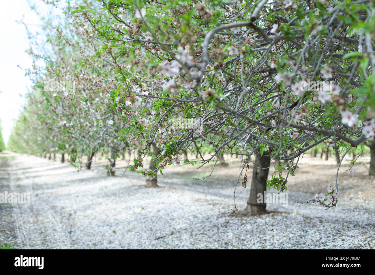 A plantation of blooming almond trees. Photographed in Israel Stock ...