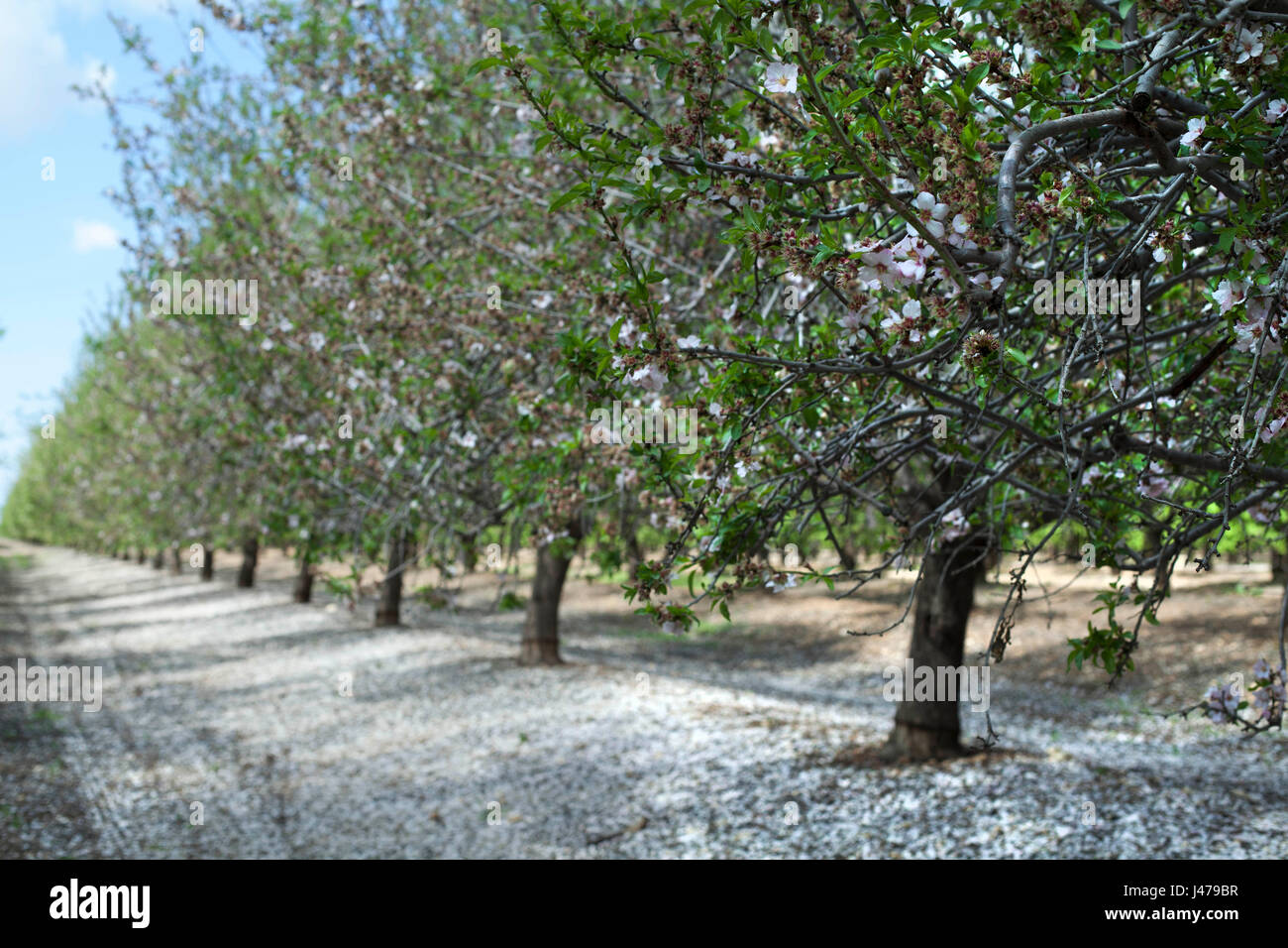 A plantation of blooming almond trees. Photographed in Israel Stock ...