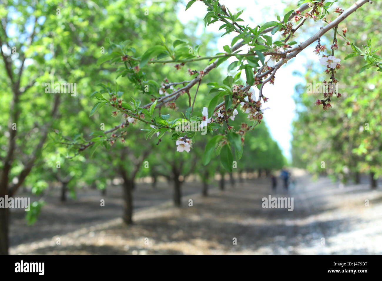 A plantation of blooming almond trees. Photographed in Israel Stock ...