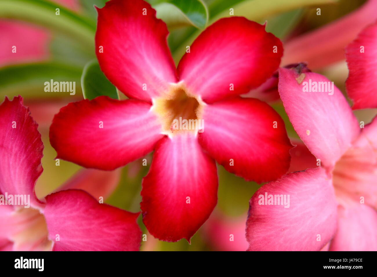 Adenium Desert Flowers in Festival city, Dubai, United Arab Emirates ...