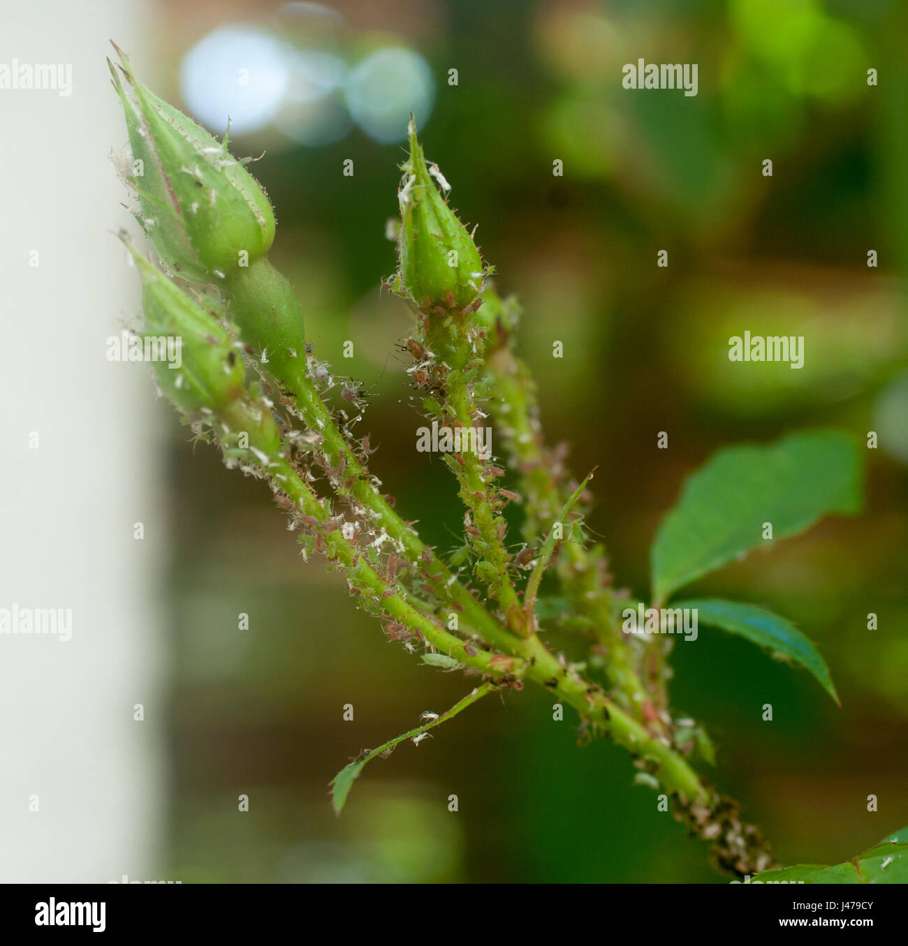 Aphids on roses hi-res stock photography and images - Alamy