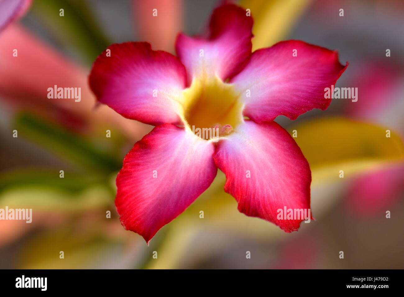 Adenium Desert Flowers in Festival city, Dubai, United Arab Emirates ...