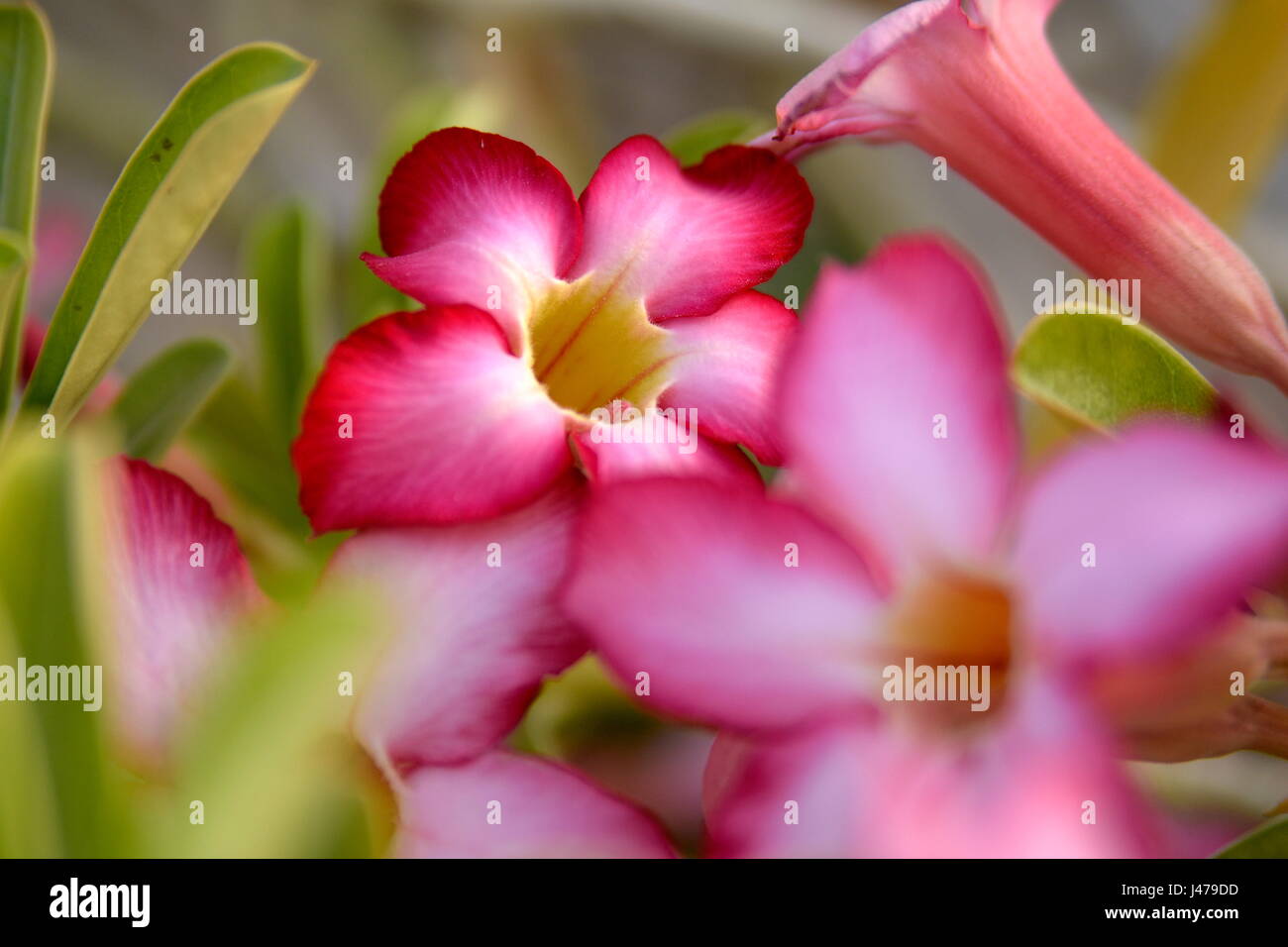 Adenium Desert Flowers in Festival city, Dubai, United Arab Emirates ...