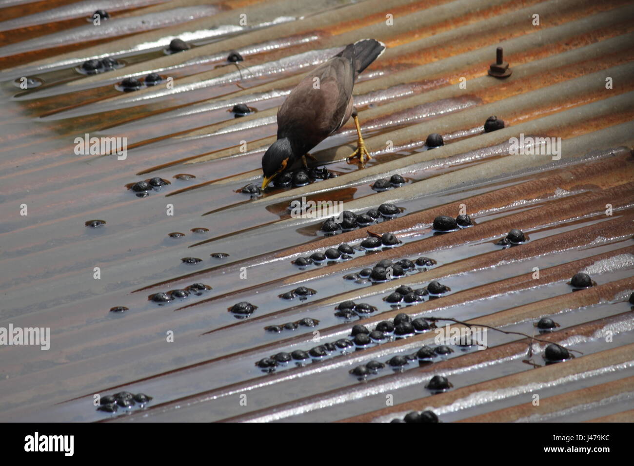 SAVE WATER . SAVE BIRDS Stock Photo - Alamy