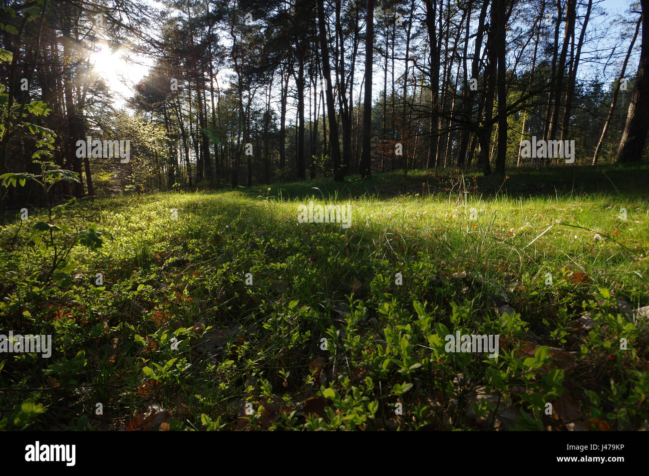 Meadow trees tree trunk grass mist hi-res stock photography and images ...