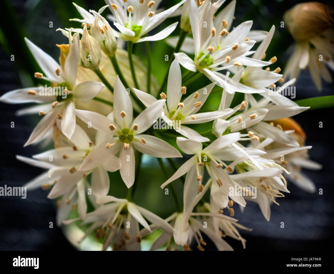 Ramson in a forest hi-res stock photography and images - Alamy