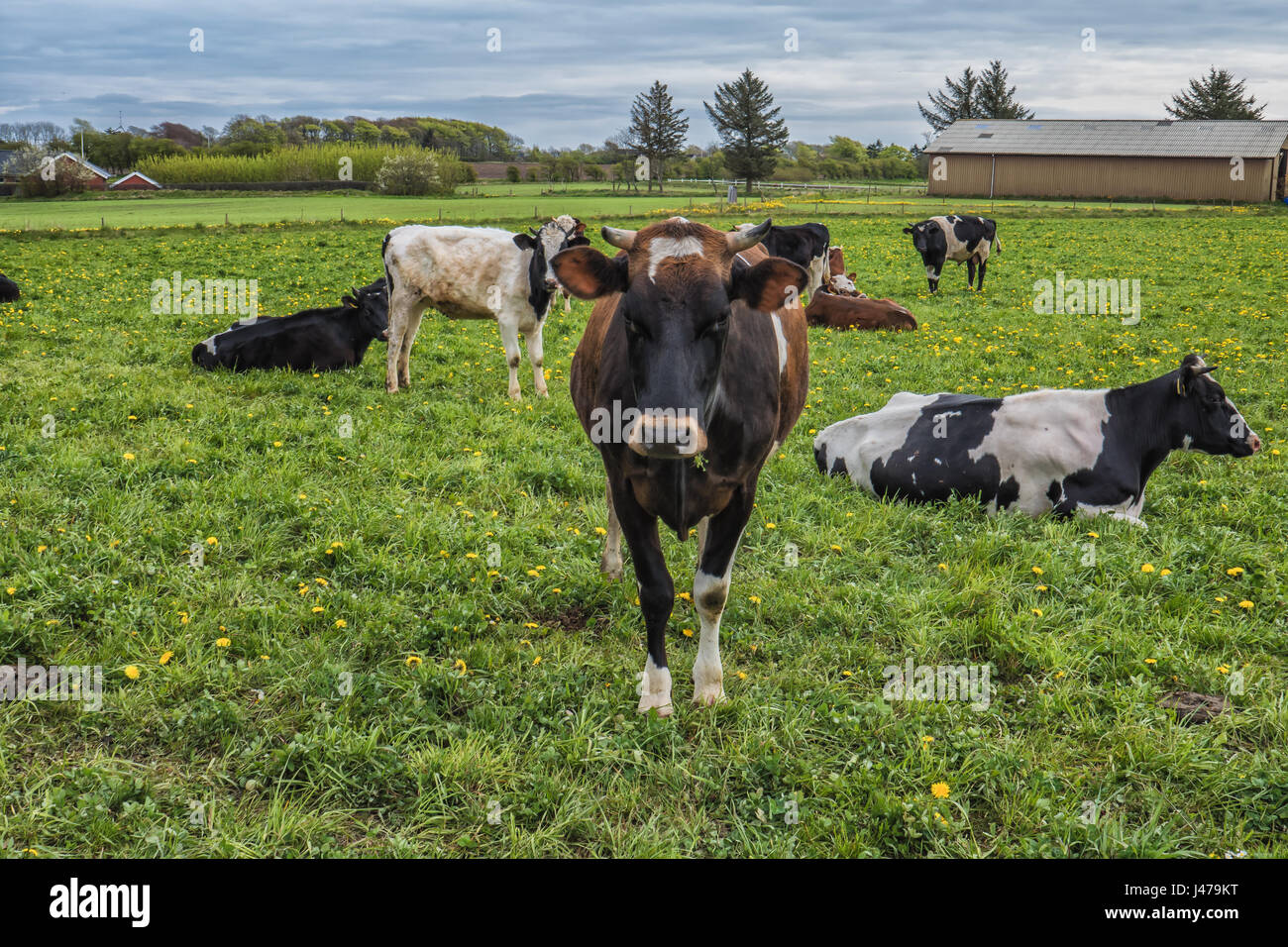 Cows in a rural countryside in Denmark Stock Photo - Alamy