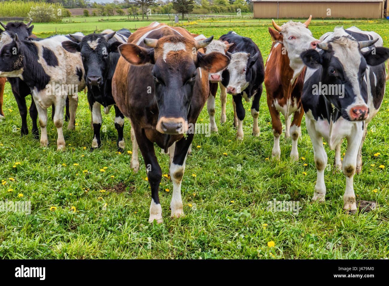 Cows in a rural countryside in Denmark Stock Photo - Alamy