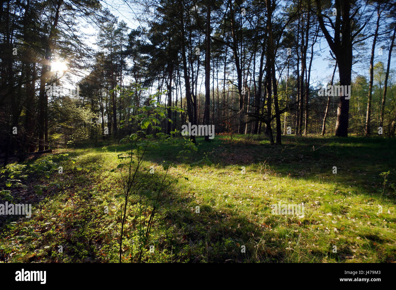 Meadow trees tree trunk grass mist hi-res stock photography and images ...