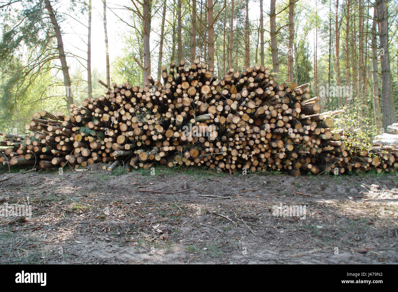 Timber stakes in ground hi-res stock photography and images - Alamy