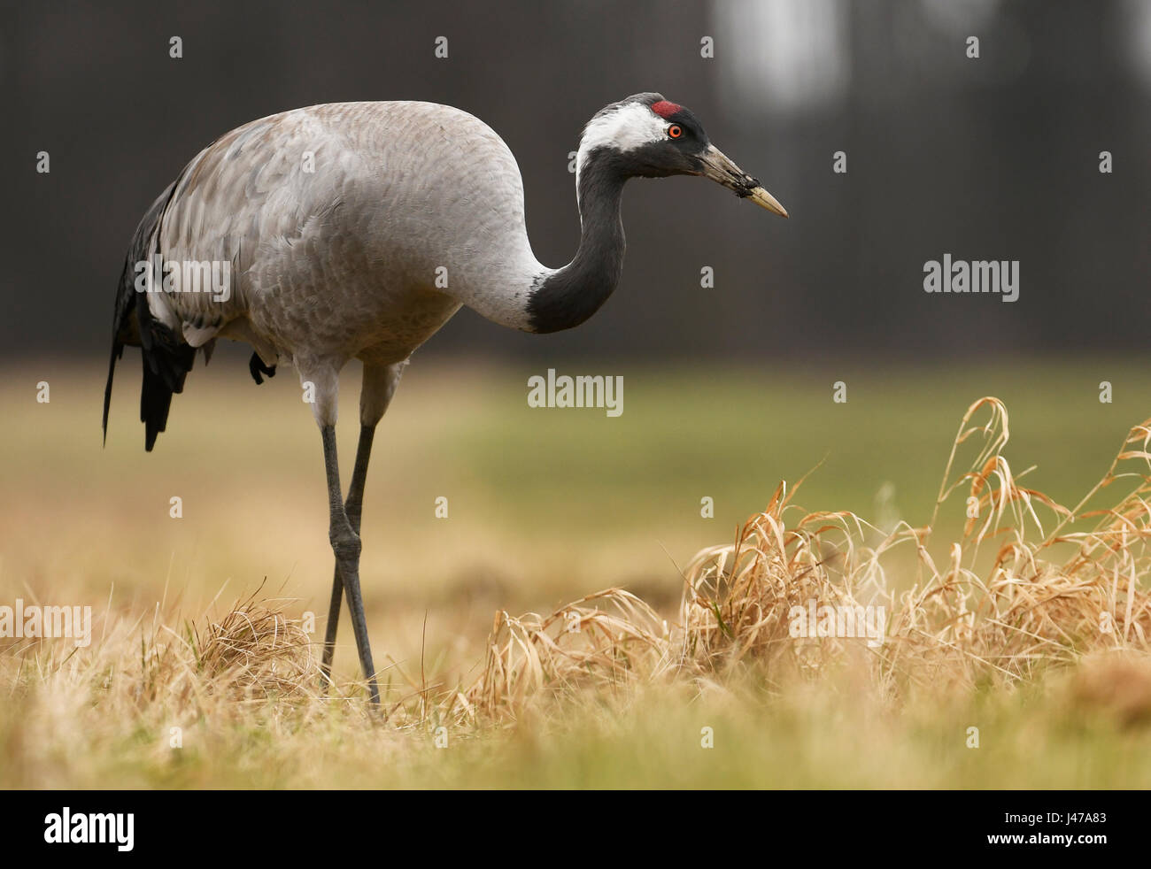 Common crane (Grus grus Stock Photo - Alamy