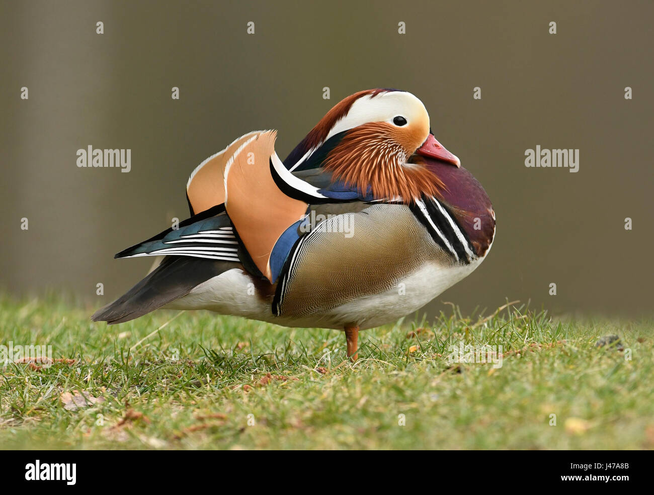 Mandarin duck male (Aix galericulata Stock Photo - Alamy