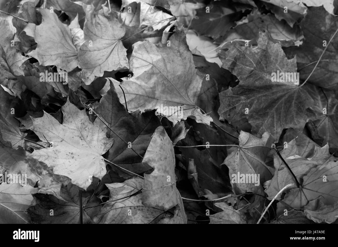 Torn leaves Black and White Stock Photos & Images - Alamy