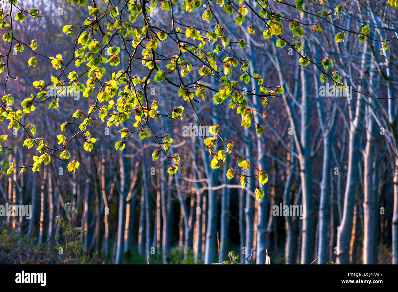 New buds on trees hi-res stock photography and images - Alamy