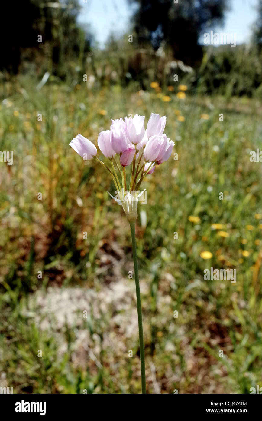 Flower of Allium Sativum in Sardinian countryside Stock Photo - Alamy