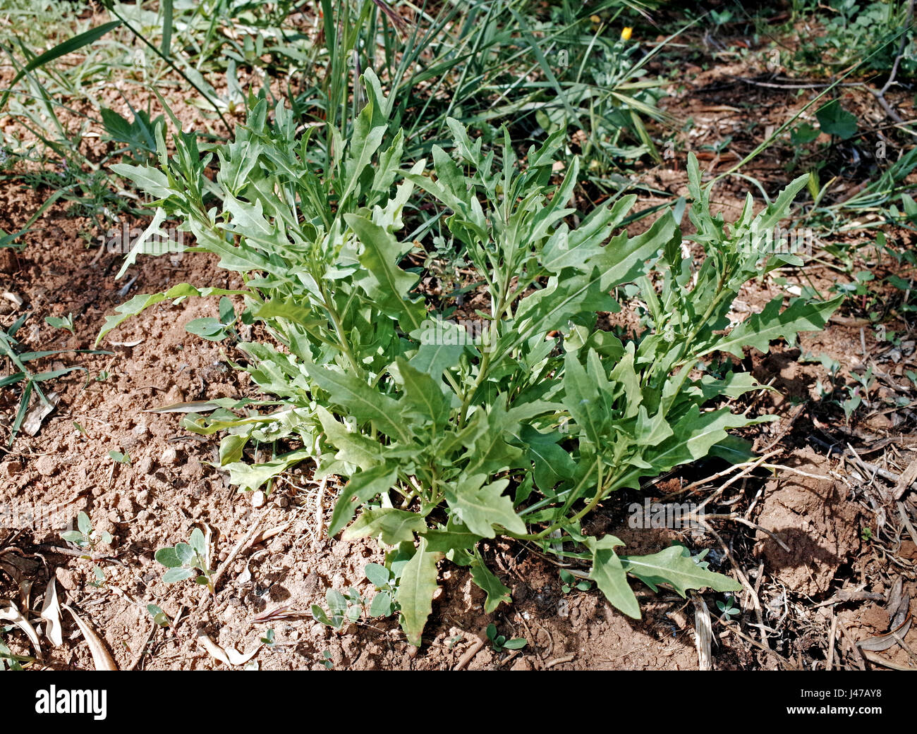Rucola (eruca sativa Stock Photo - Alamy