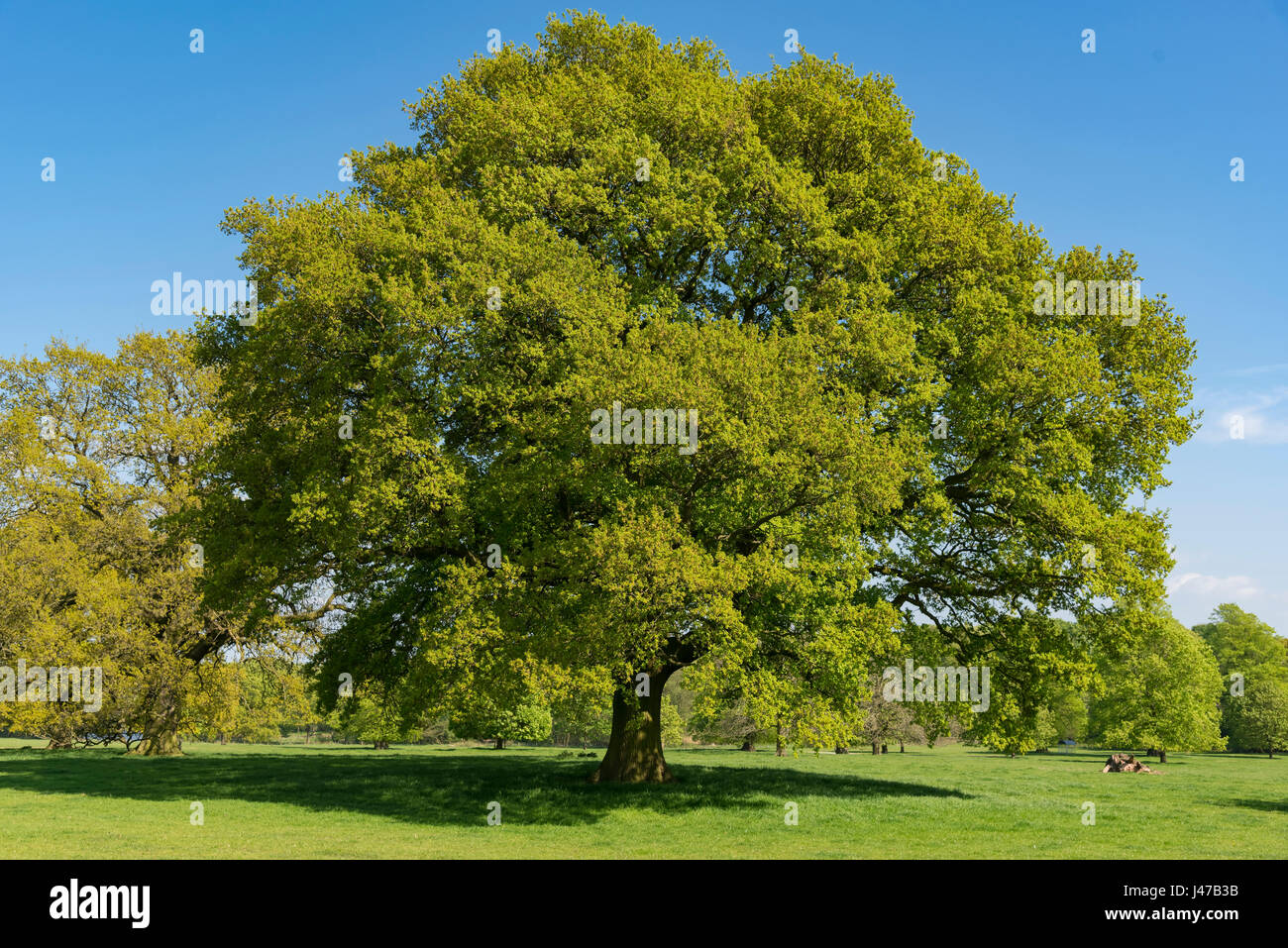 Oak Tree at Arley Hall Stock Photo - Alamy