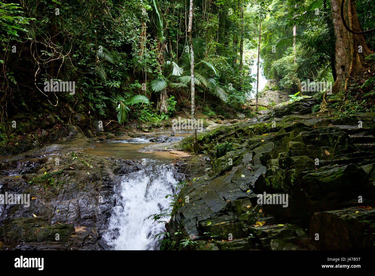 Jungle spring with waterfalls. Sunny day in tropical rainforest. South ...