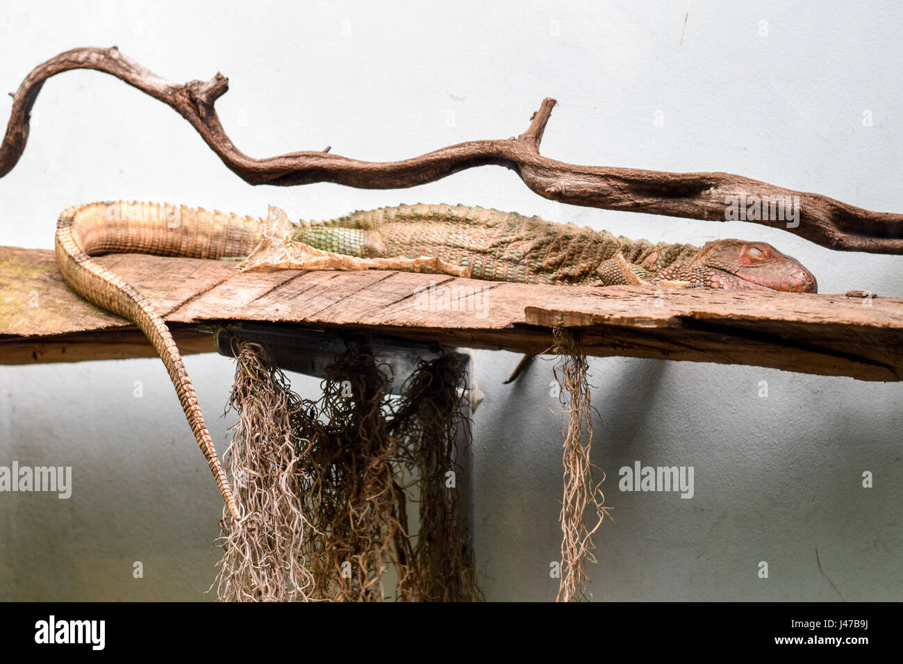 Restraint animals hi-res stock photography and images - Alamy