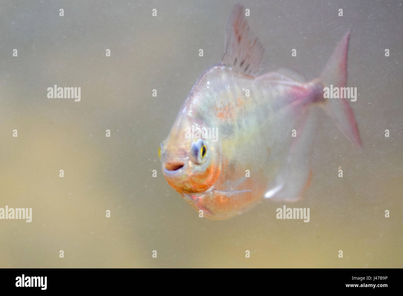 Animals in zoo Stock Photo - Alamy