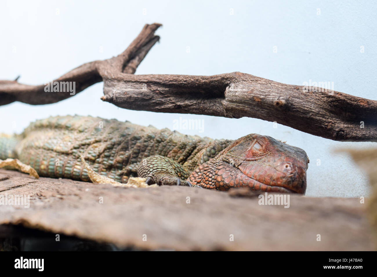 Animals in Zoo Park Stock Photo - Alamy