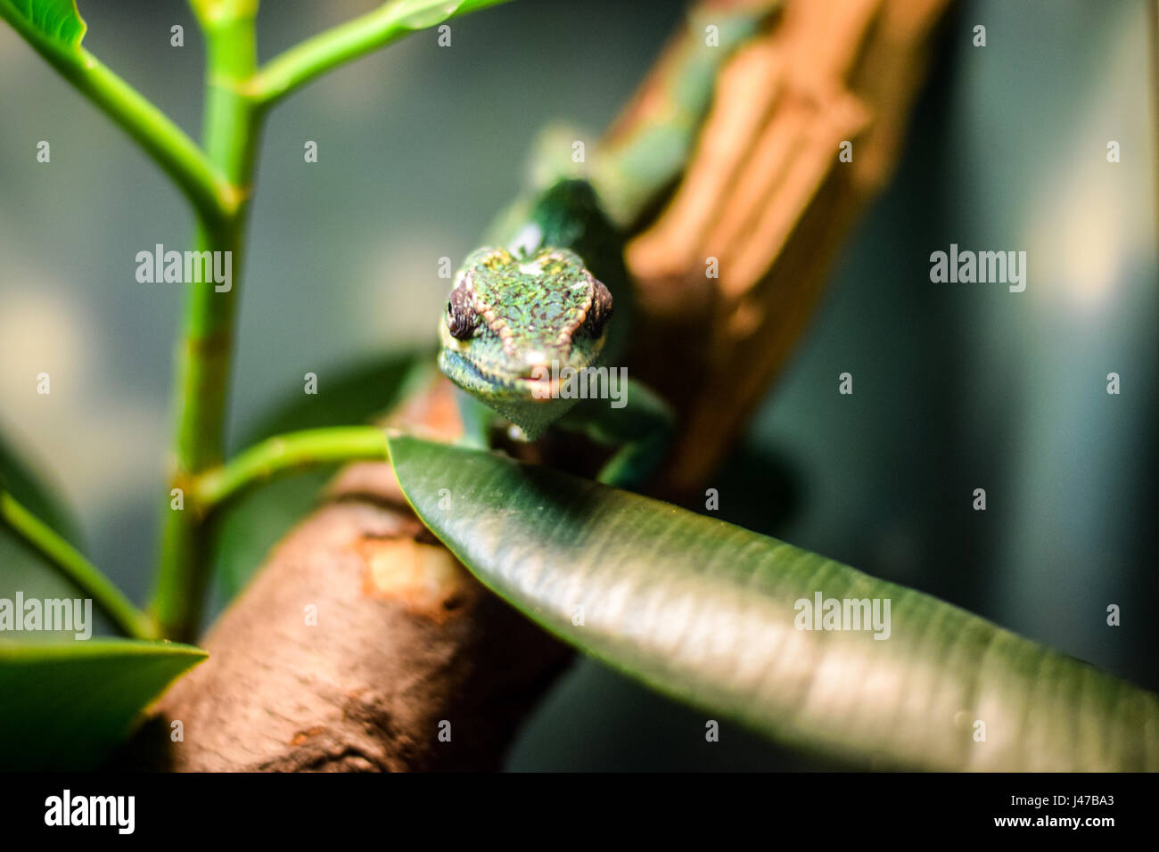 Animals in Zoo Park Stock Photo - Alamy
