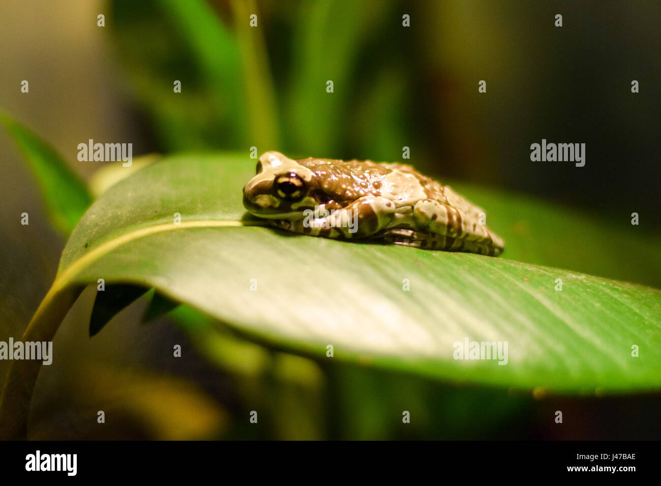 Tropical zoo animals in a nature Stock Photo - Alamy