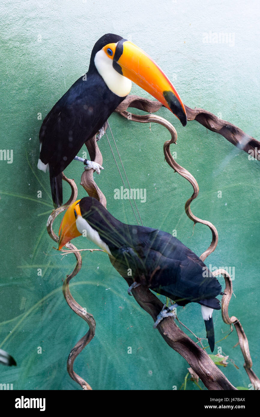 Tropical zoo animals in a nature Stock Photo - Alamy