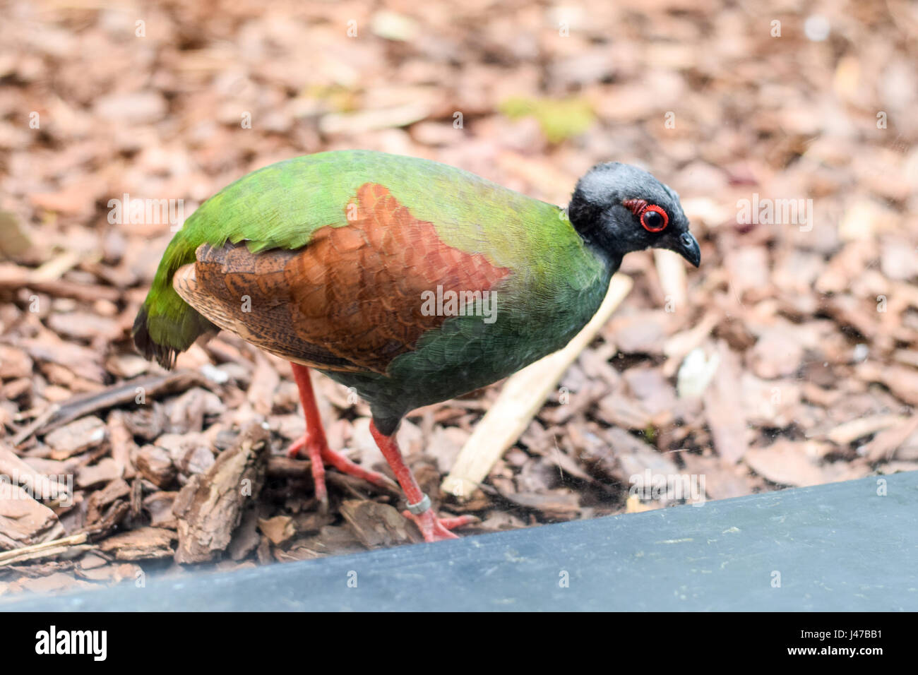 Tropical zoo animals in a nature Stock Photo - Alamy
