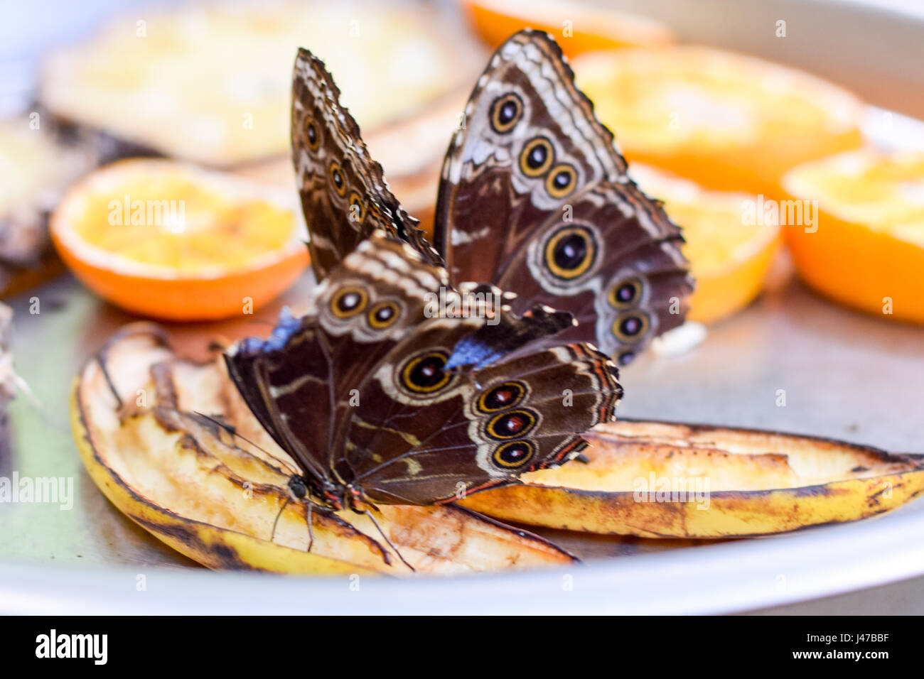 Giant butterfly eating in a zoo Stock Photo - Alamy