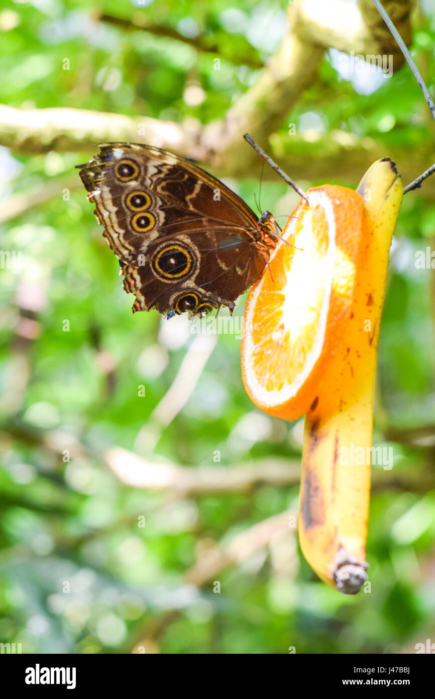 Giant butterfly eating in a zoo Stock Photo - Alamy