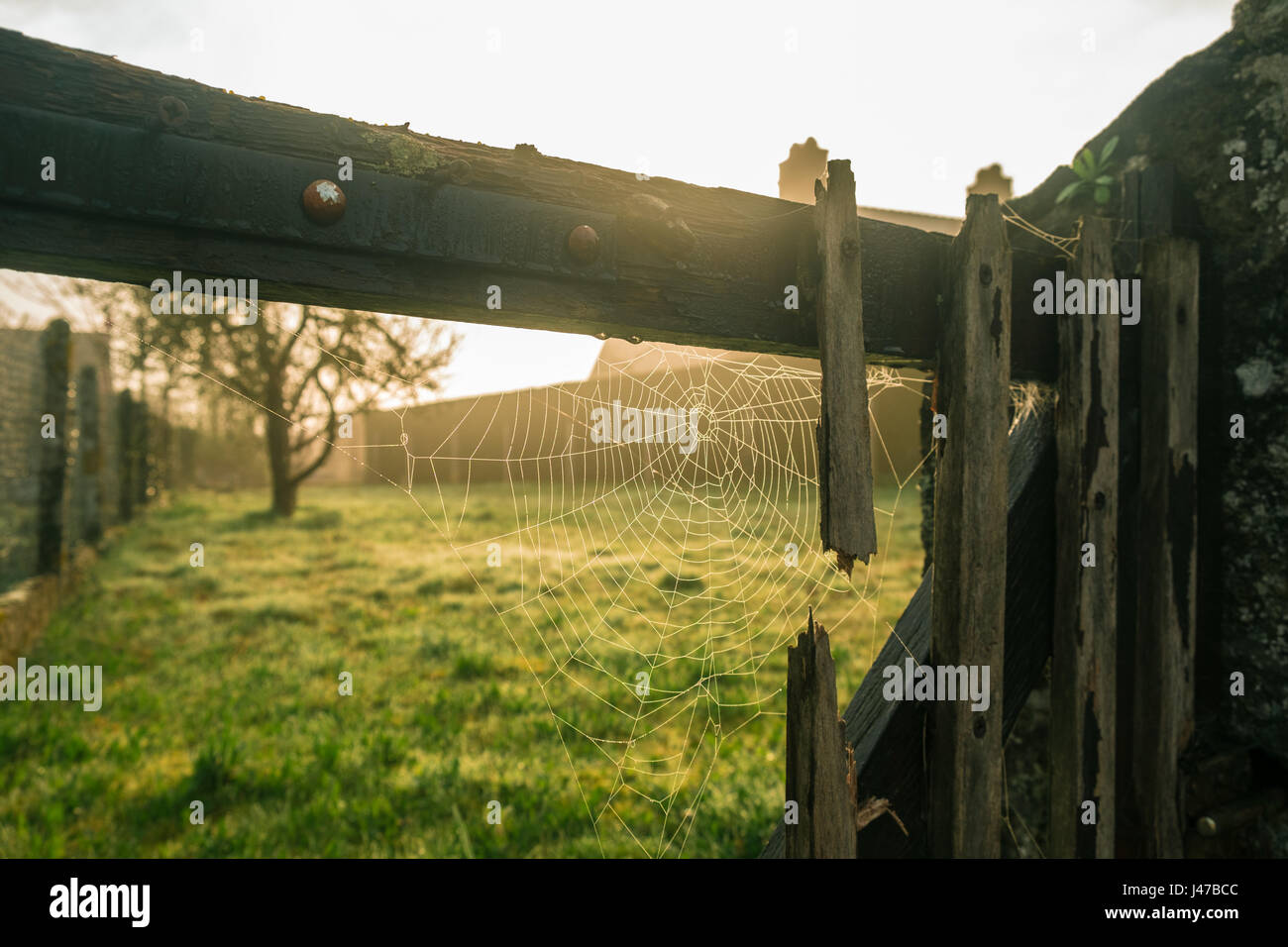 Spider web gate hi-res stock photography and images - Alamy