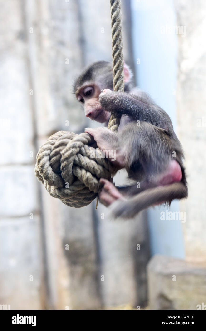 Baby Chimpanzee Playing High Resolution Stock Photography and Images ...