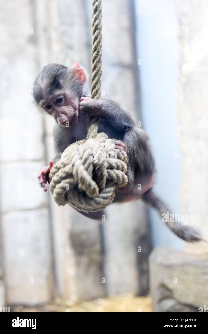 Baby monkey on a rope playing Stock Photo - Alamy