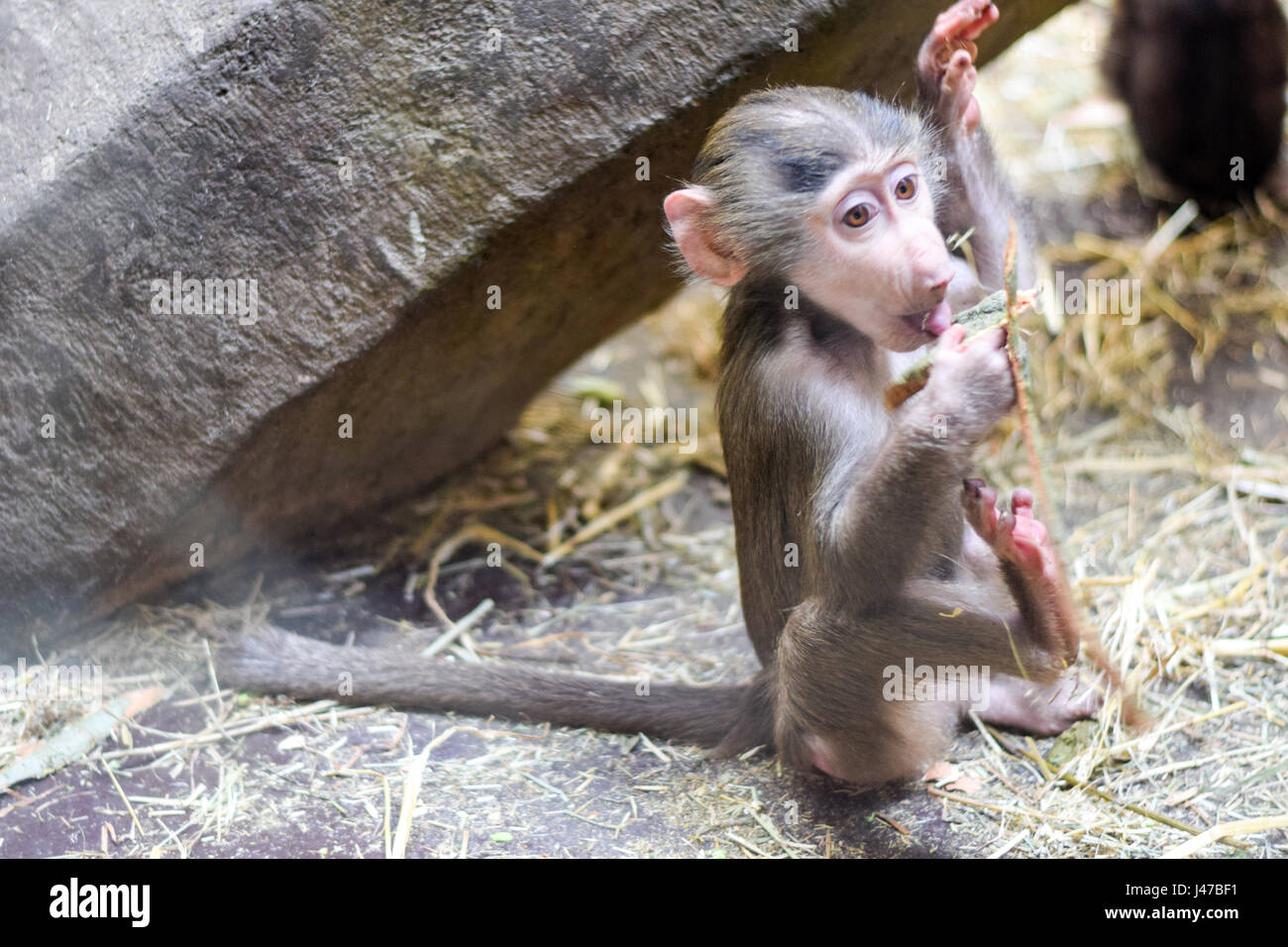 Baby monkey on a rope playing Stock Photo - Alamy