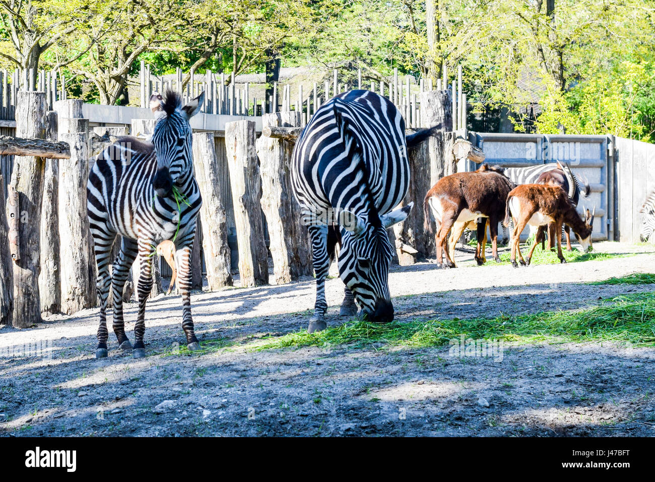 Animals in zoo Stock Photo - Alamy