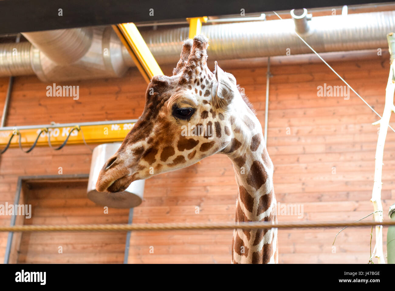 Baby Giraffe inside the barn High Detail Profile Stock Photo - Alamy